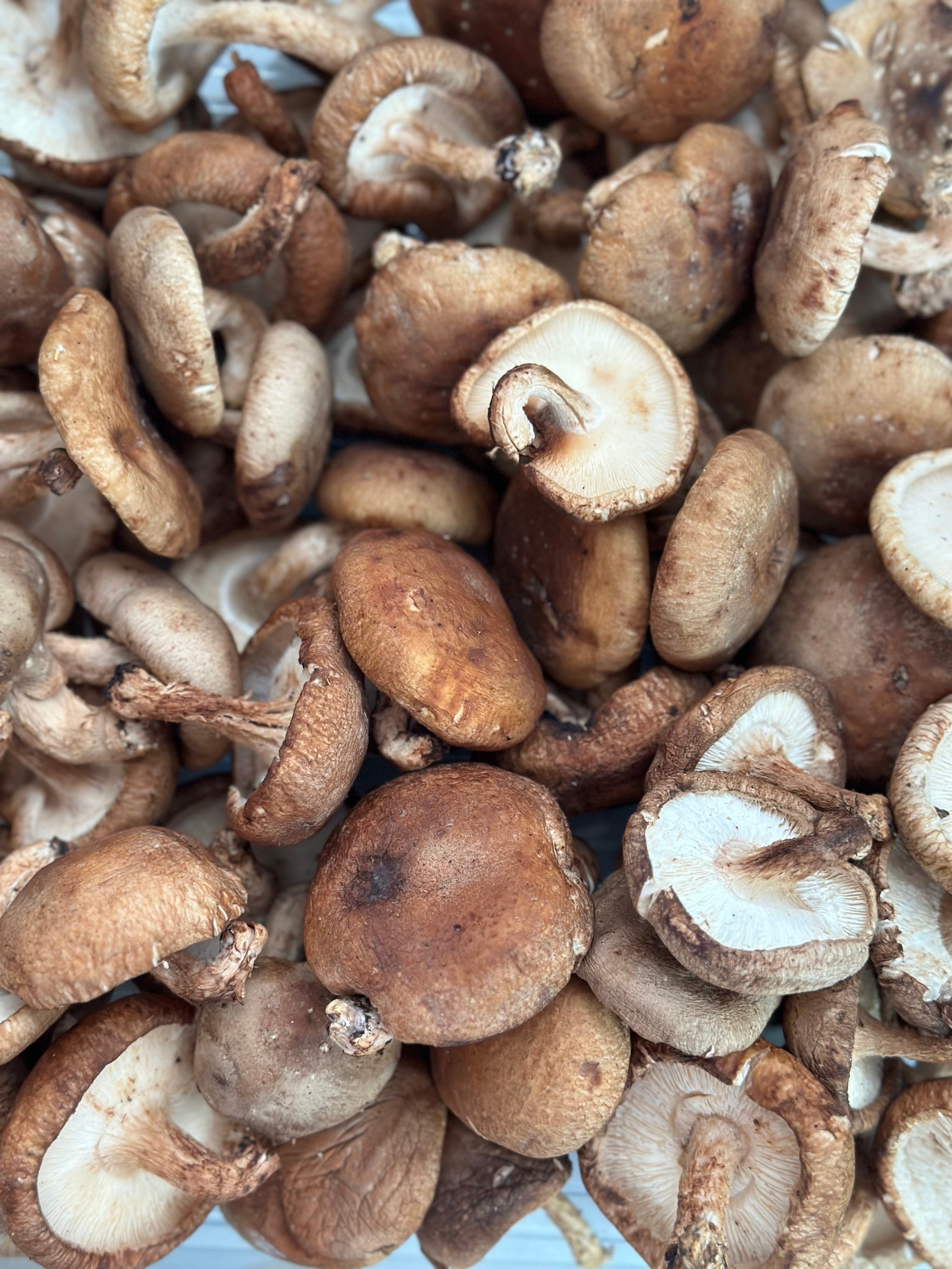 Shiitake Fresh – Wild Culture Mushrooms